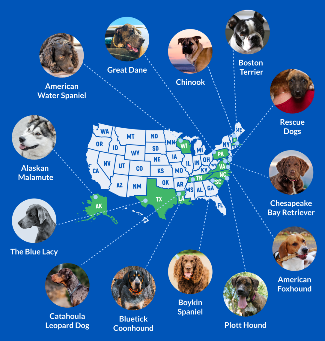 Official Guide to State Dogs—Does Your State Have One? | PetPlate