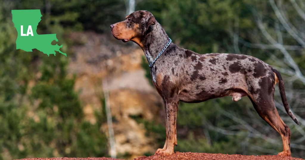 Official Guide to State Dogs—Does Your State Have One? | PetPlate