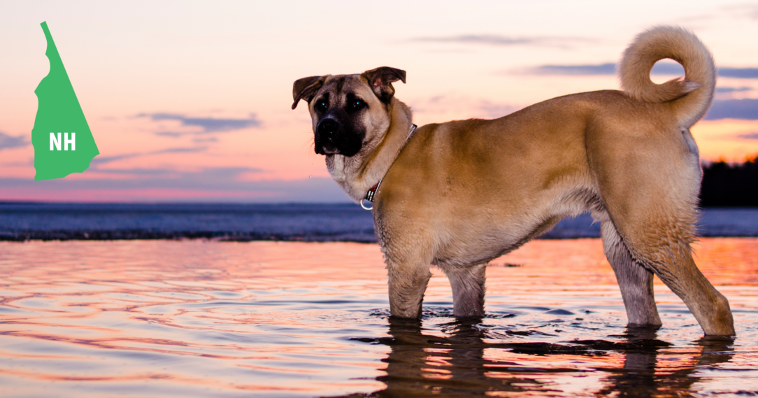 Official Guide to State Dogs—Does Your State Have One? | PetPlate