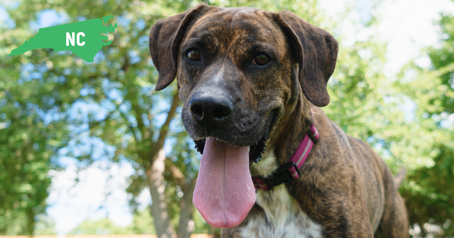 Official Guide to State Dogs—Does Your State Have One? | PetPlate