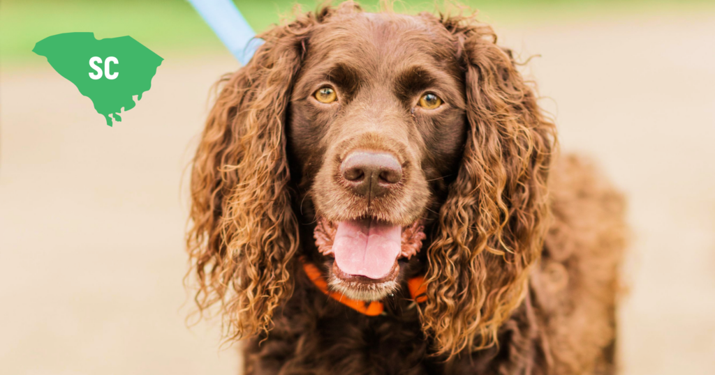 Official Guide to State Dogs—Does Your State Have One? | PetPlate