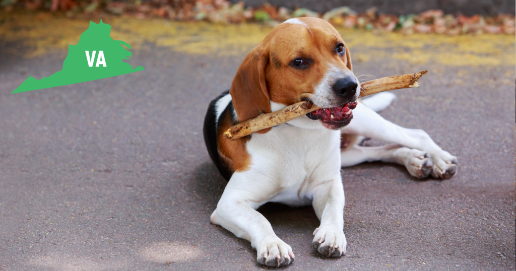 Official Guide to State Dogs—Does Your State Have One? | PetPlate
