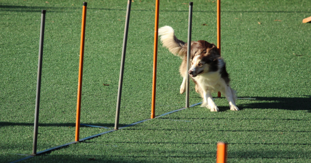 10 Tips for Training a Dog—Most Important Dog Training Rules | PetPlate