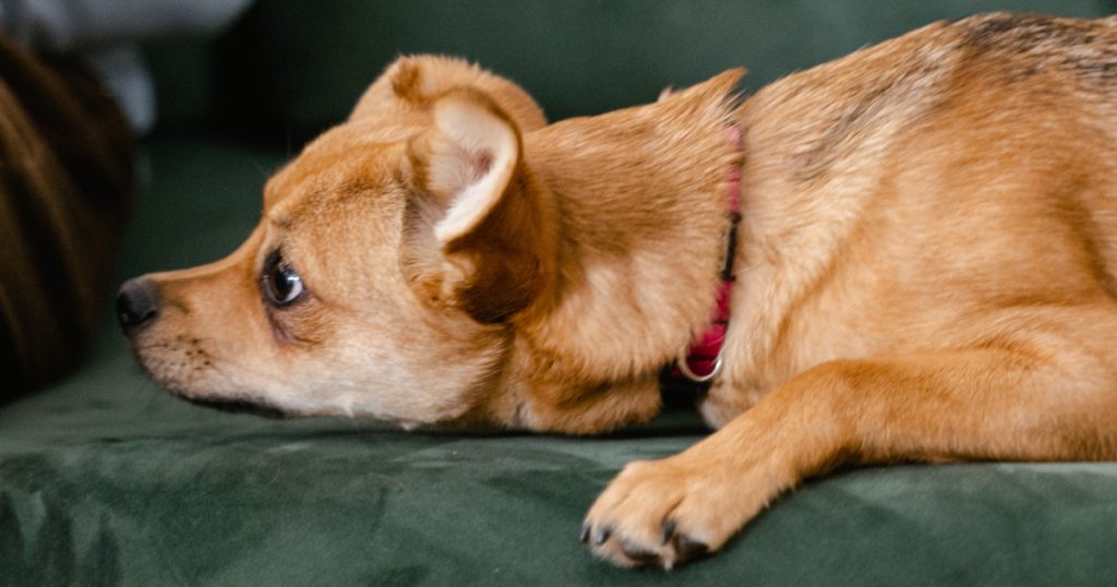 Pneumonia in Dogs: Causes, Symptoms, and Treatments | PetPlate