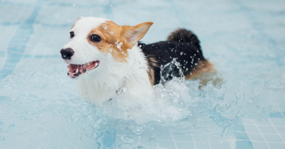 Diet & Nutrition Guide: Corgis | PetPlate